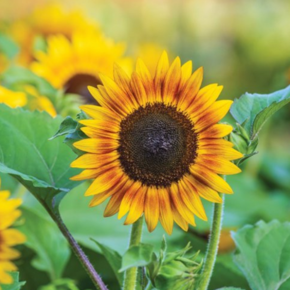 Sowing the Seeds of FUN - Women Talking Online Magazine