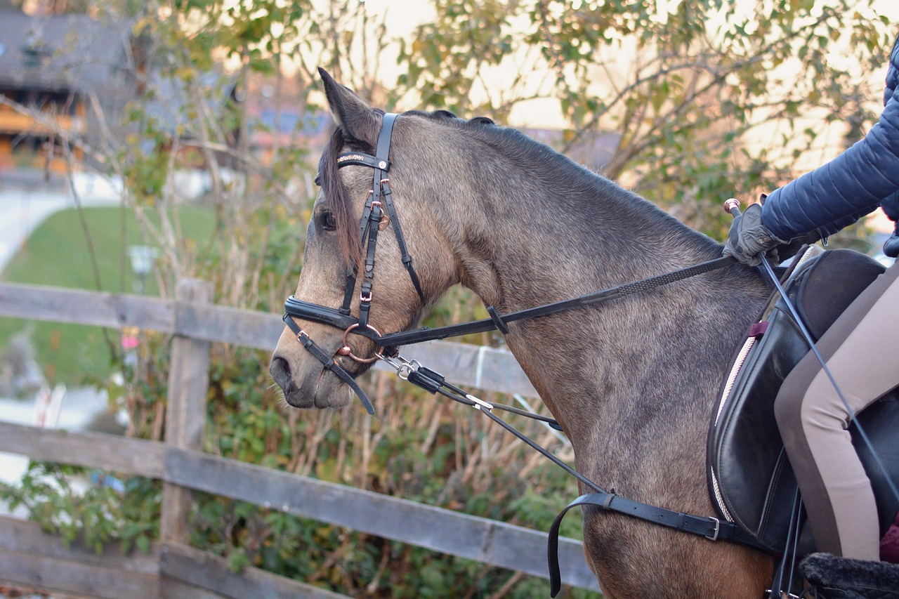 Are you considering private school equestrian lessons for your child?
