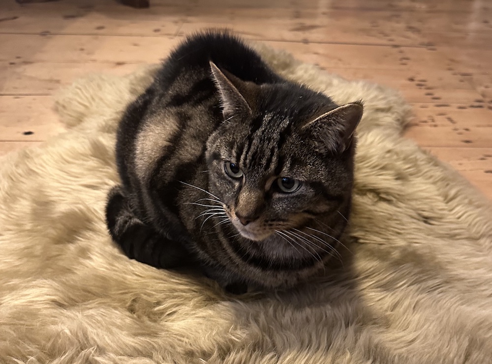 The Joy of a Sheepskin Rug - Women Talking Online Magazine