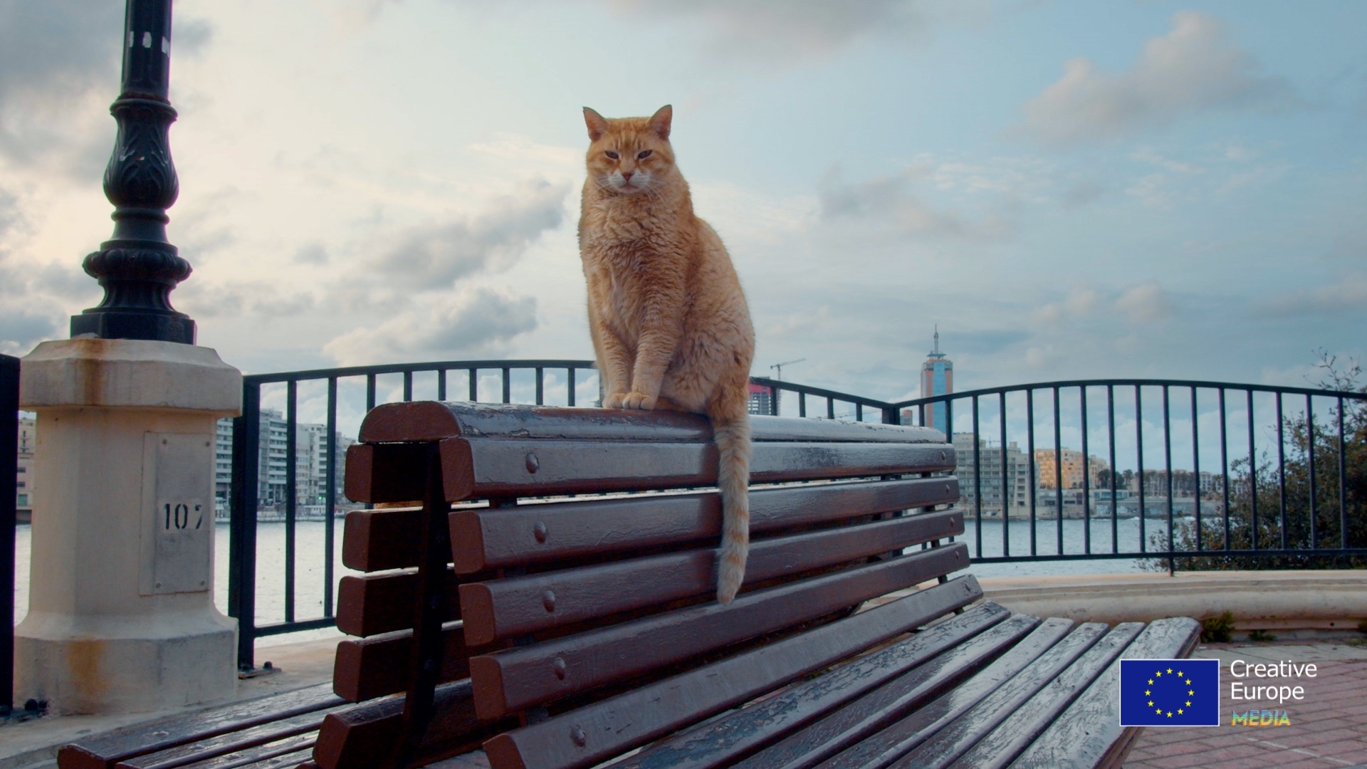 Cats Of Malta - Women Talking Online Magazine