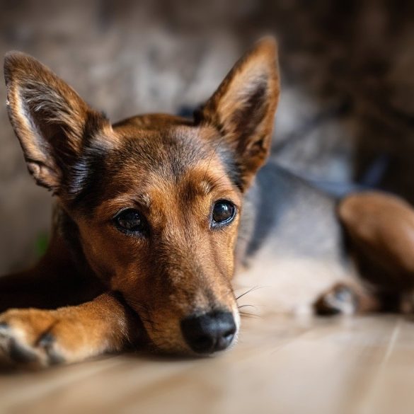 Tips for people to stay safe around dogs - Women Talking Online